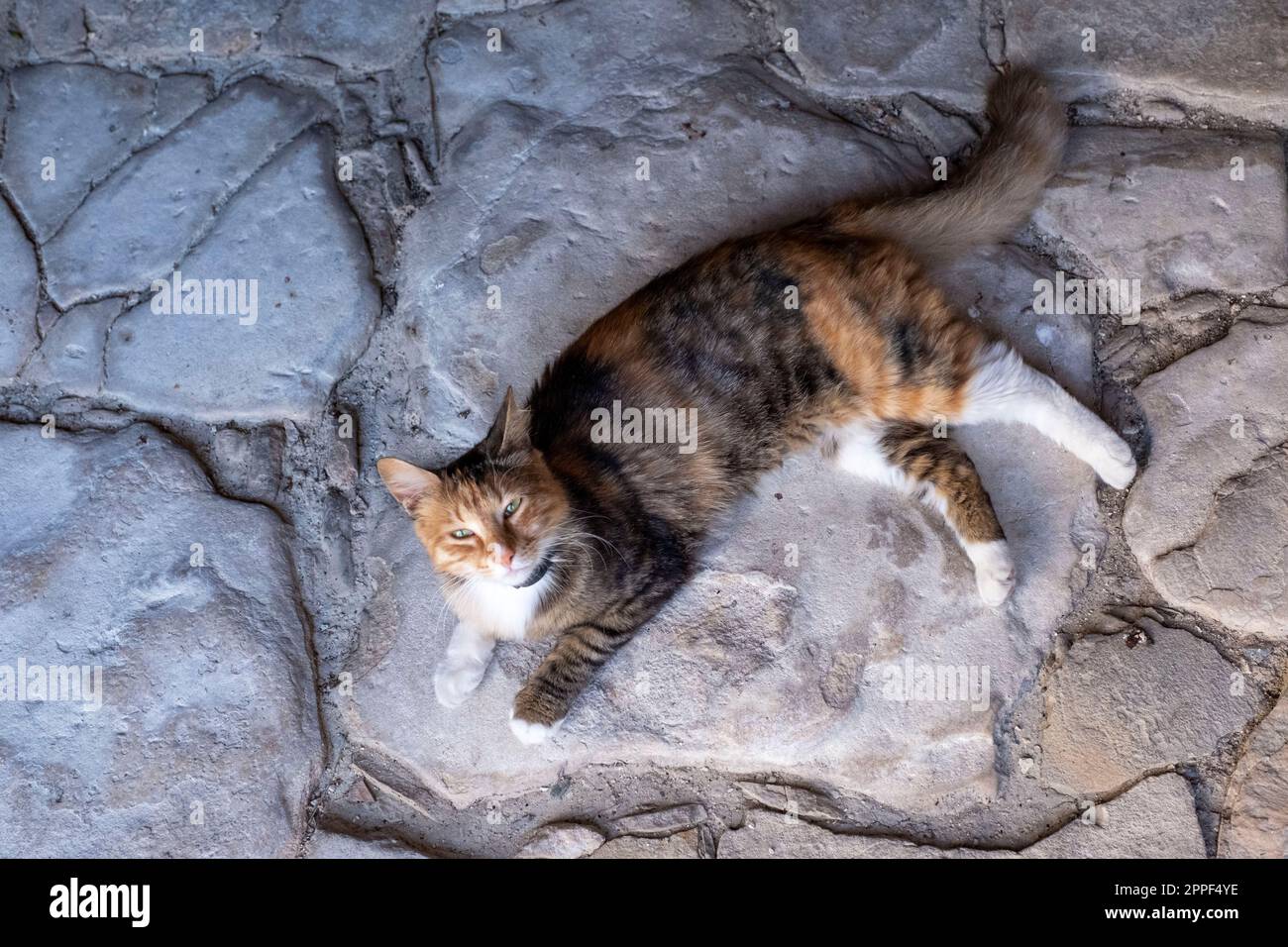 Village cat cyprus hi-res stock photography and images - Alamy