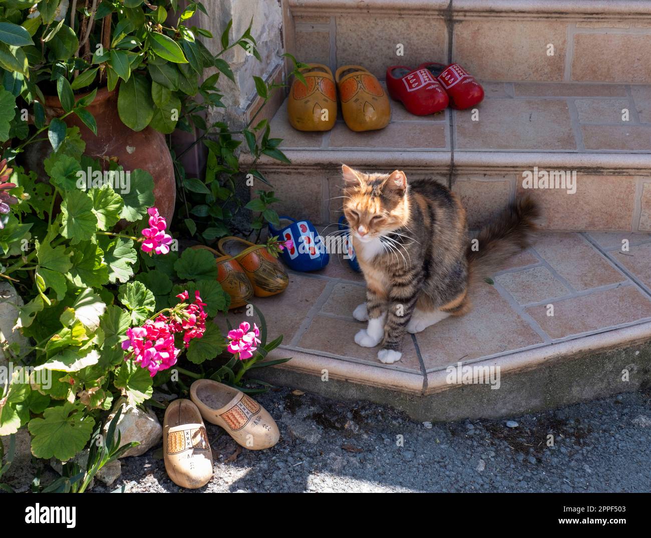 Cat sitting on a doorstep with decorative clogs and flowers, Lania ...