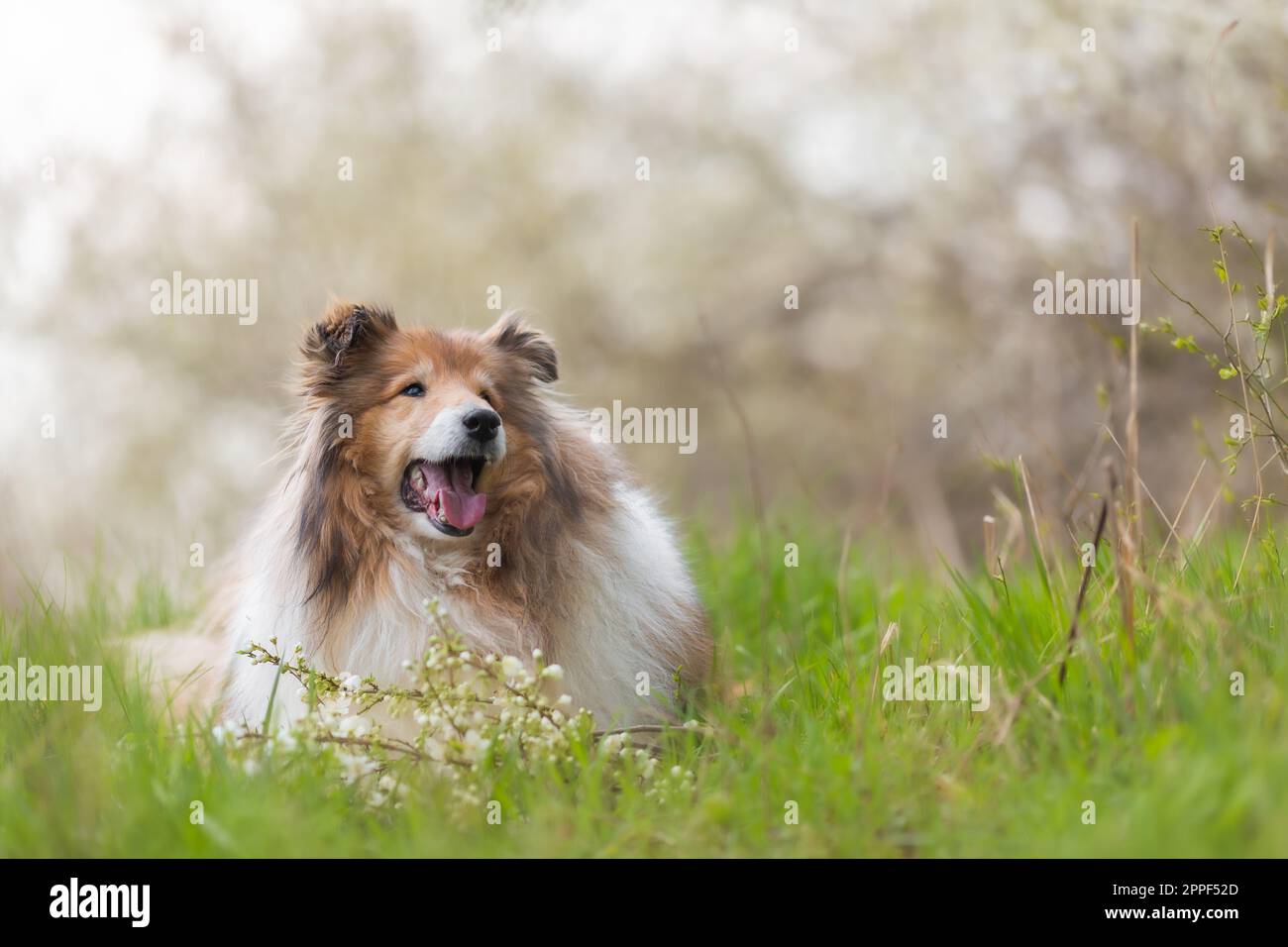 Long haired rough collie spring shot, lying in a meadow, bloom blurred ...