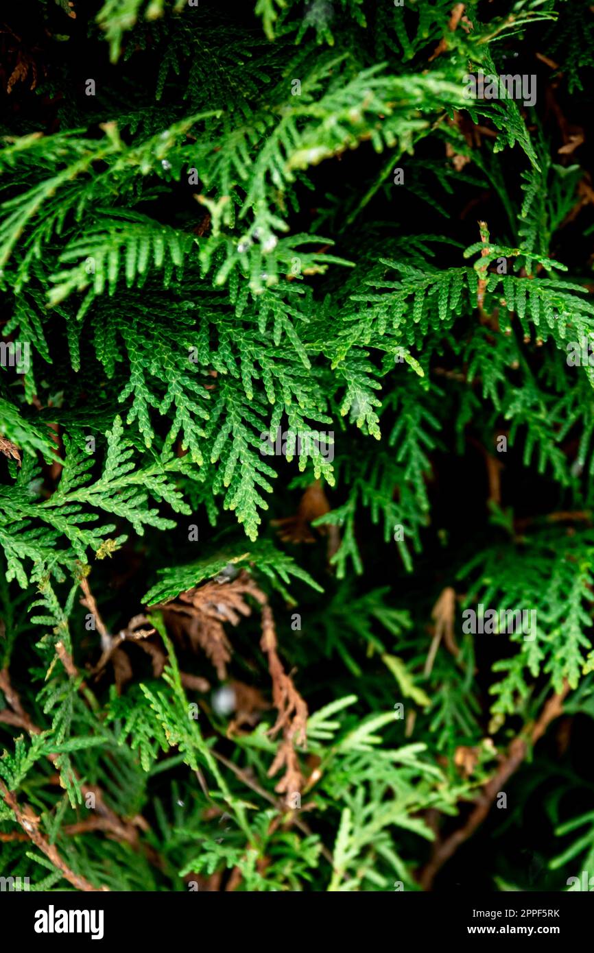 Green coniferous bush , thuja hedge texture close up Stock Photo - Alamy