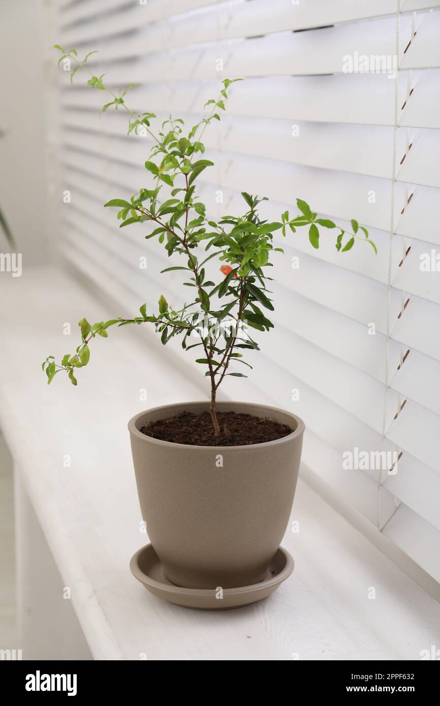 Young potted pomegranate tree on window sill indoors Stock Photo - Alamy