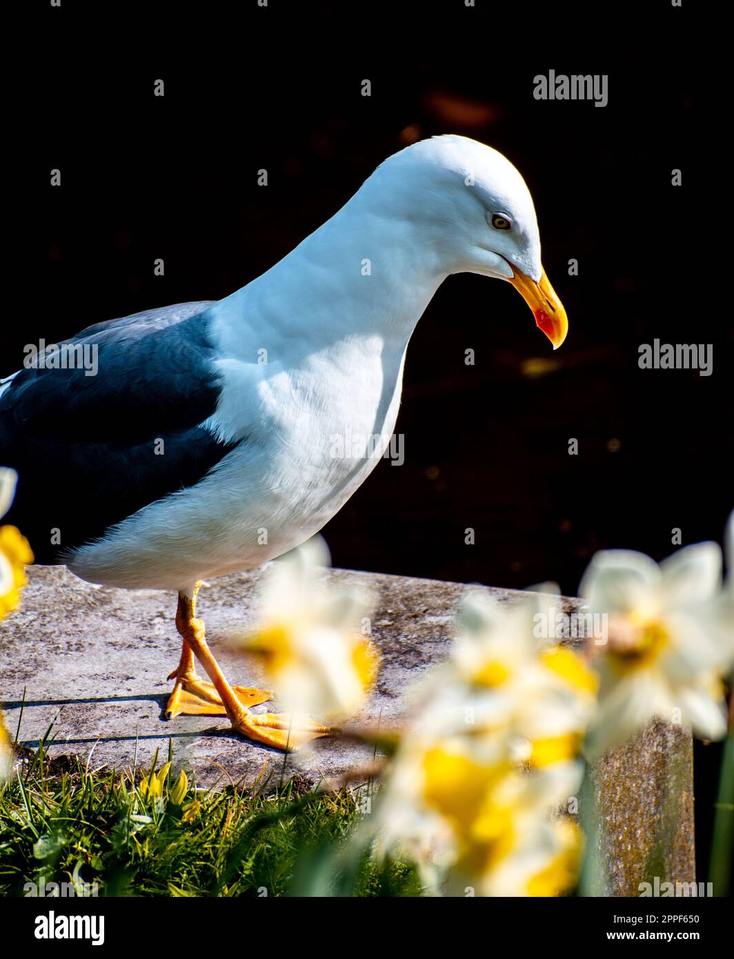 Traveling beautiful planet hi-res stock photography and images - Alamy