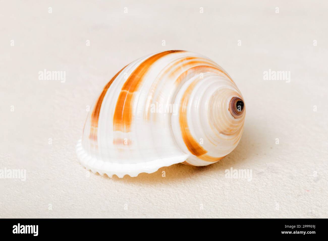 Beach seashells on colored background. Mock up with copy space Stock ...