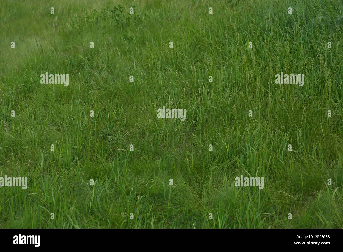 Beautiful lawn with fresh green grass outdoors Stock Photo - Alamy