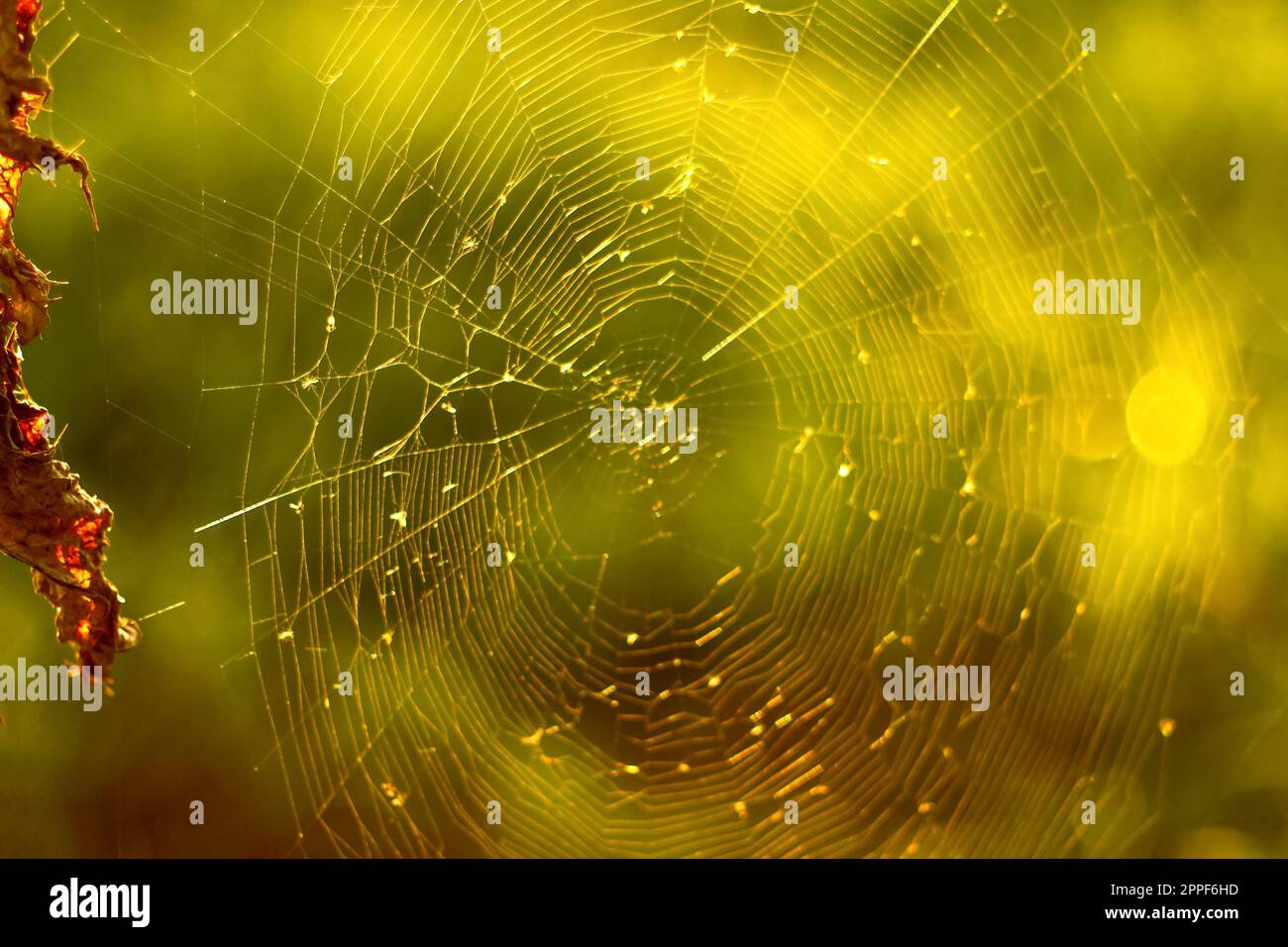 In the early morning, a spider web or cobweb glows with dew drop Stock ...