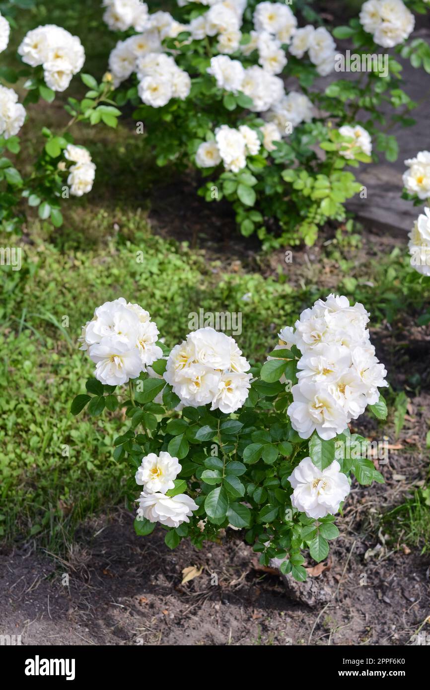 Bushes with beautiful white roses in garden Stock Photo - Alamy