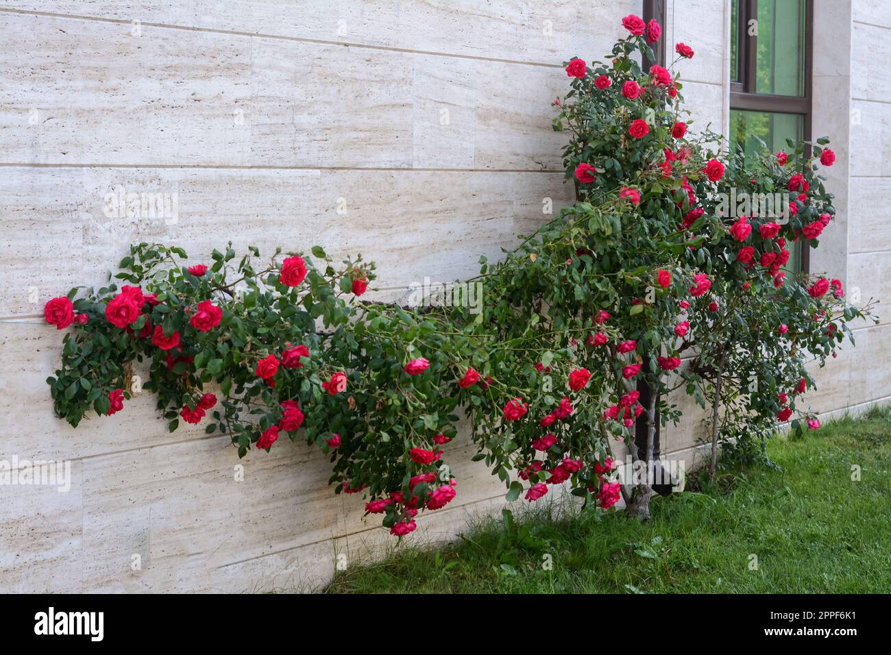 Pink climbing roses on stone hi-res stock photography and images - Alamy