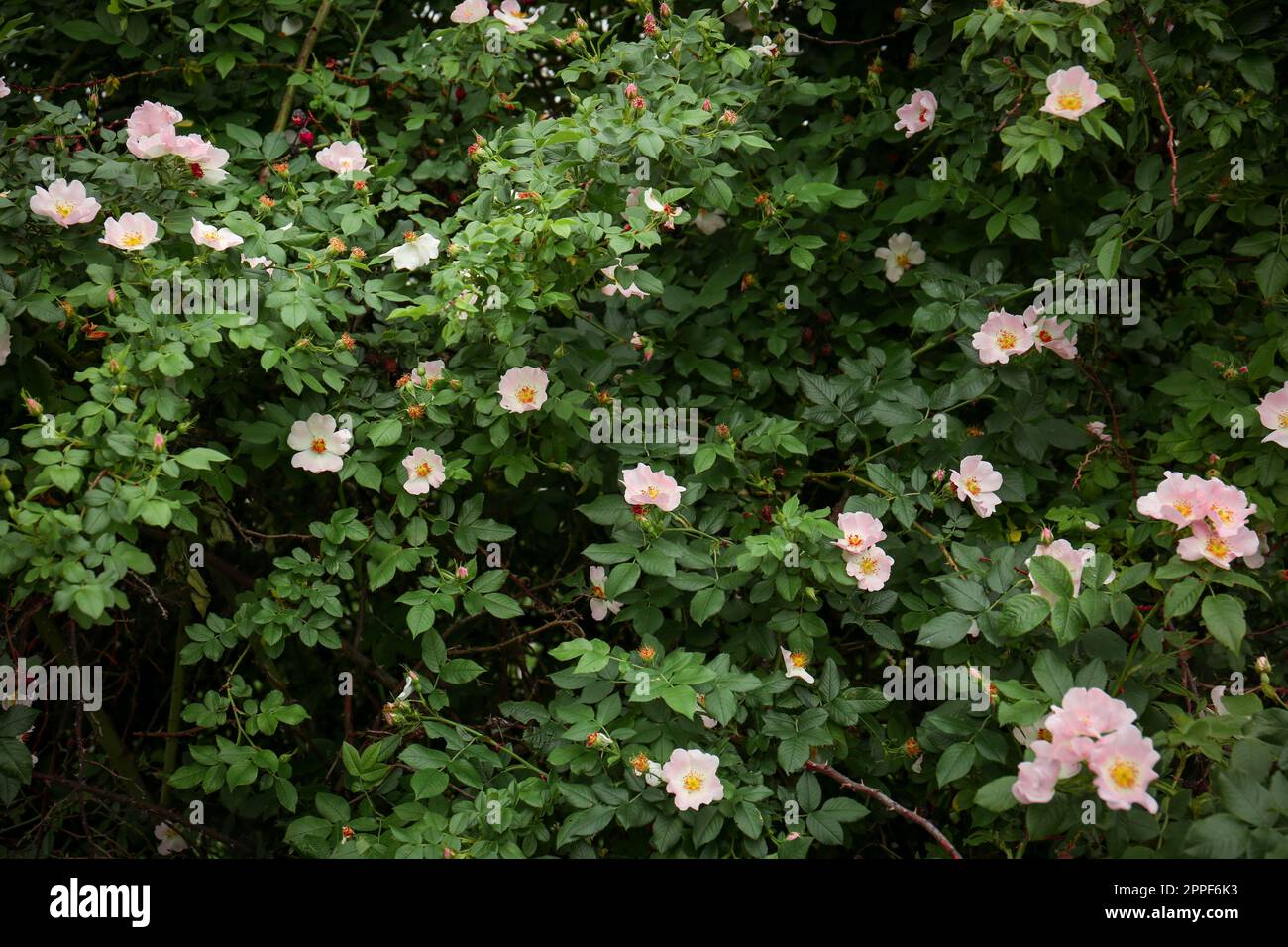 Nice big white rose hi-res stock photography and images - Alamy