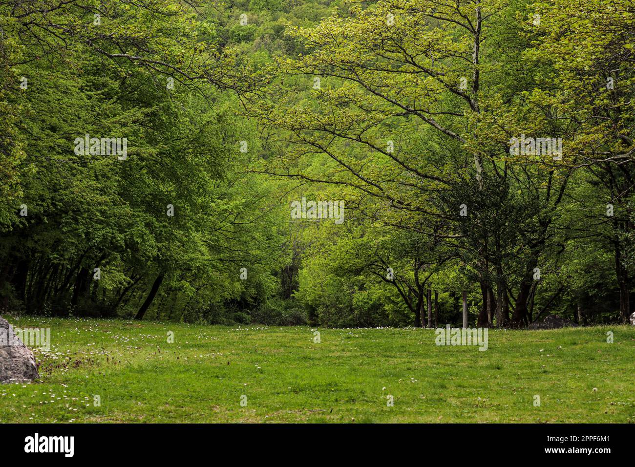trees in the forest Stock Photo - Alamy