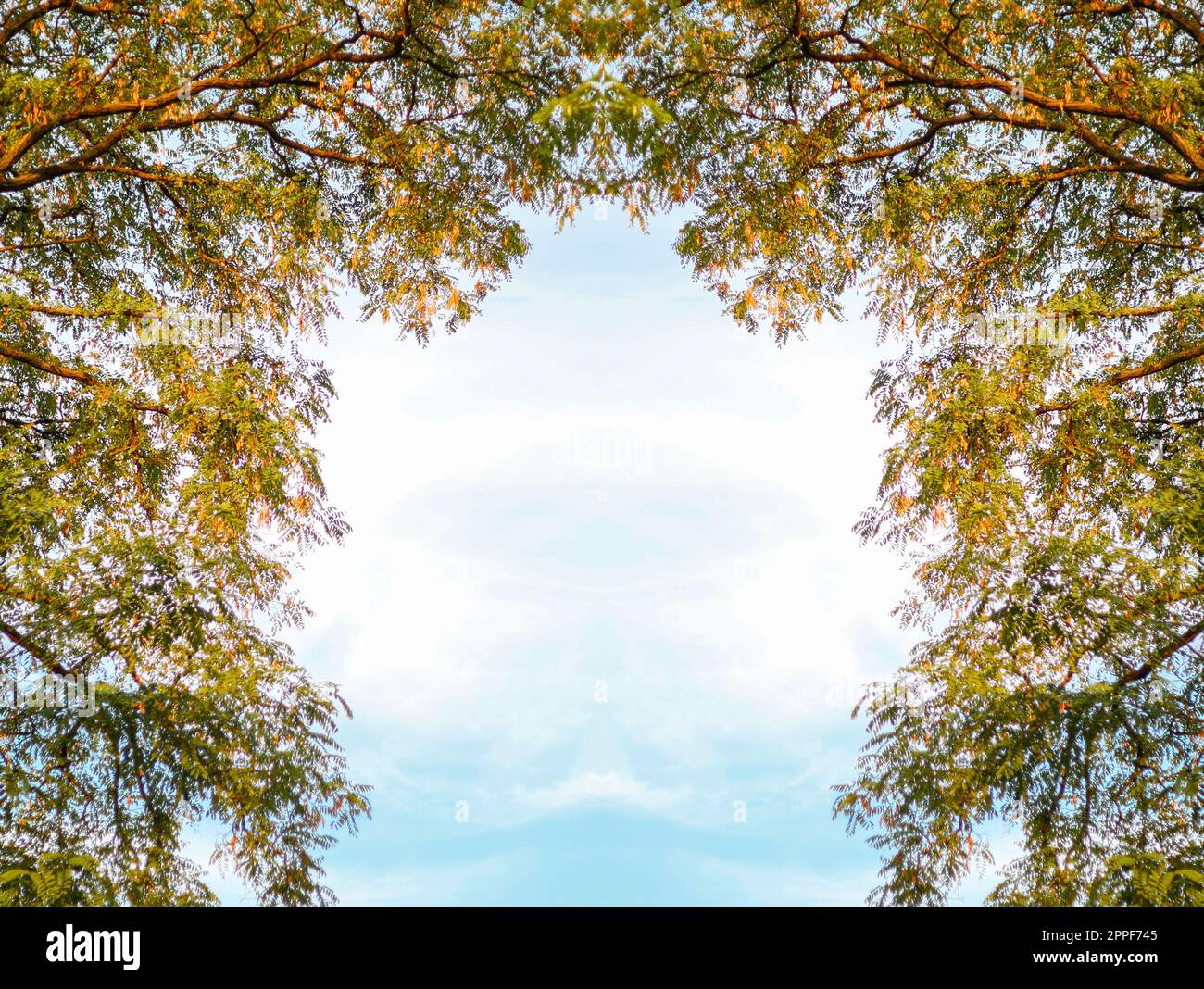 Spring tamarind branches on the blue sky. A majestic green tamar Stock ...