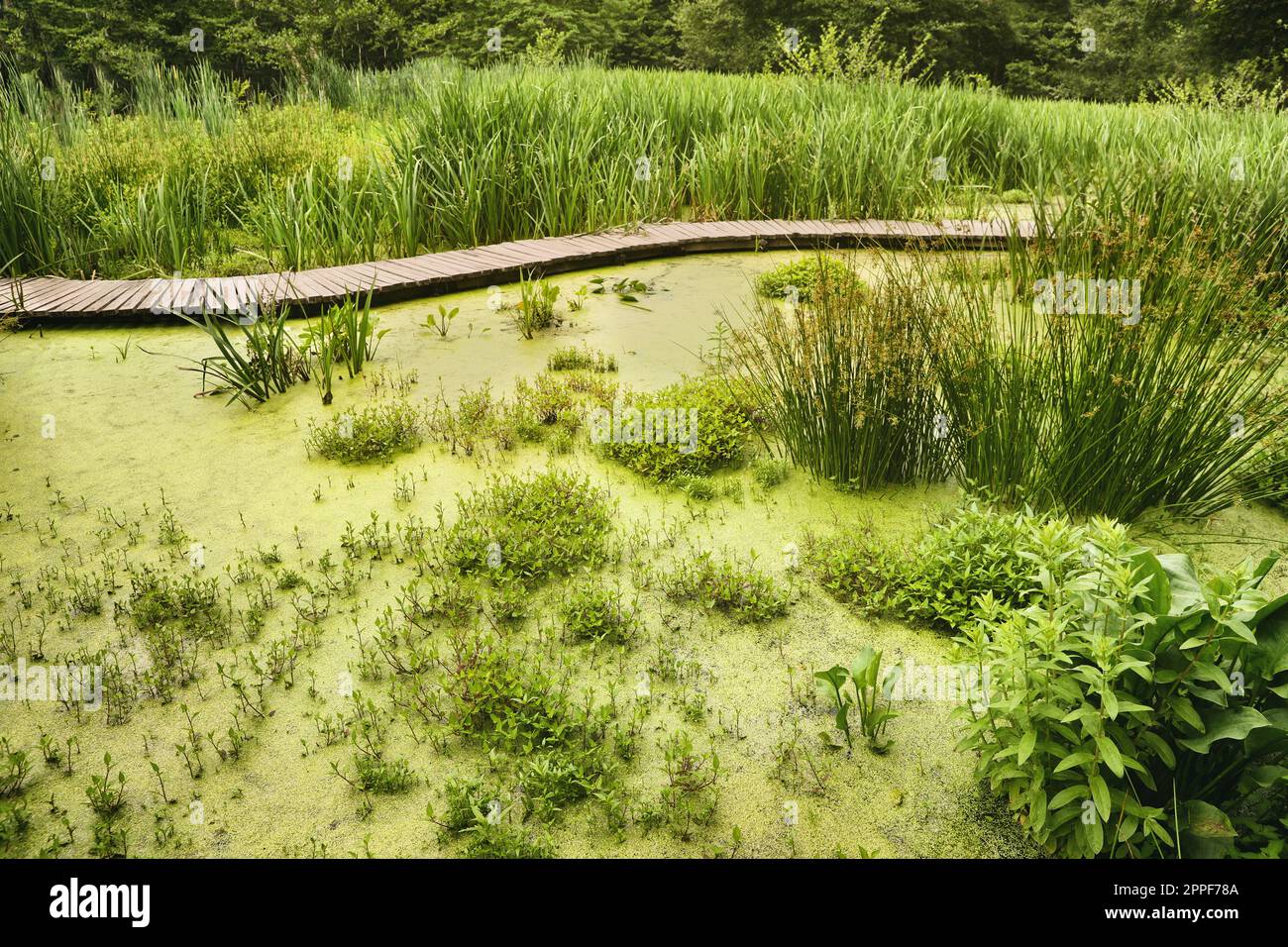 Different swamp flora hi-res stock photography and images - Alamy