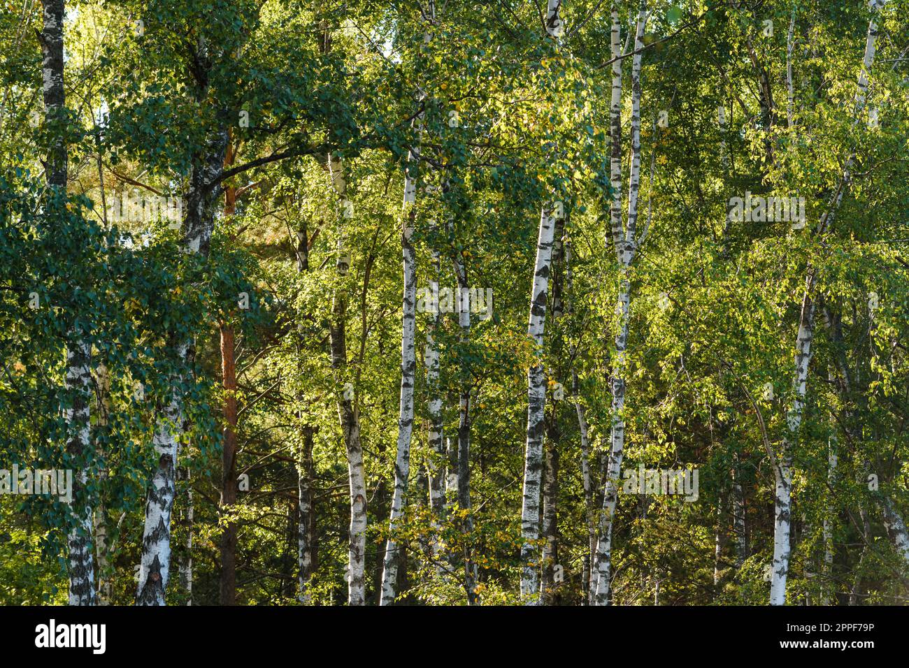 White birch wood forest landscape in summer. Scandinavian deciduous ...