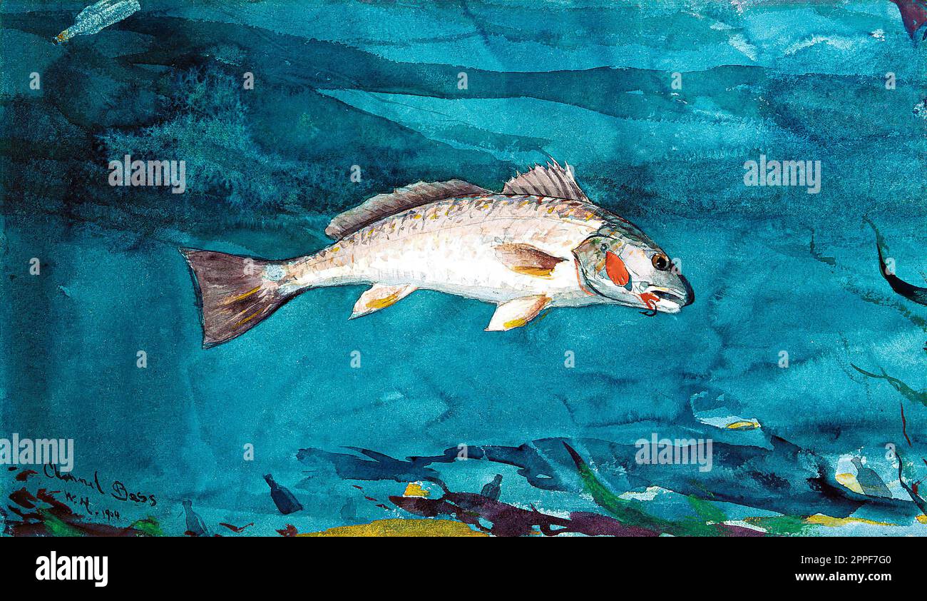 Channel Bass by Winslow Homer. Original from The MET museum Stock Photo ...