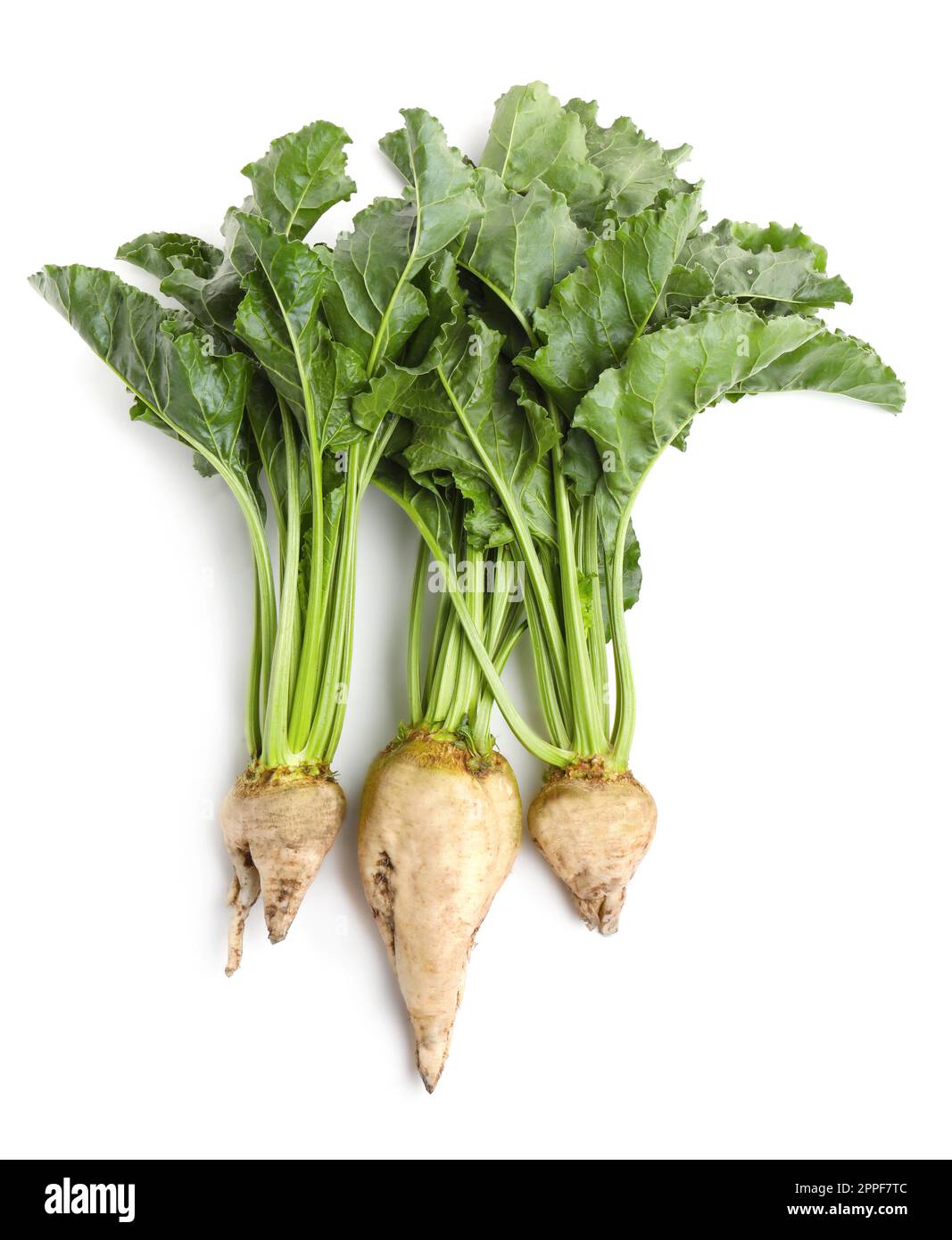 Sugar beets with leaves on white background Stock Photo - Alamy