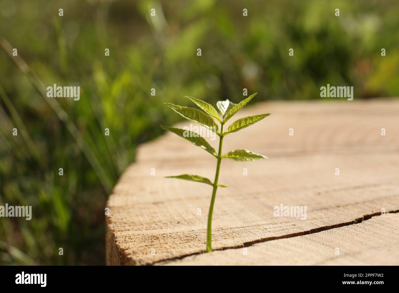 Young tree growing out stump hi-res stock photography and images - Alamy