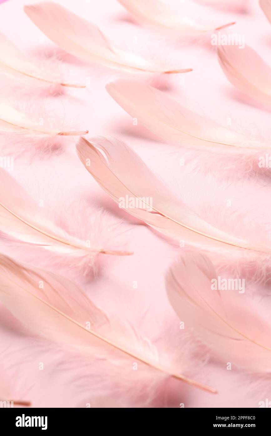Feathers of light hi-res stock photography and images - Alamy