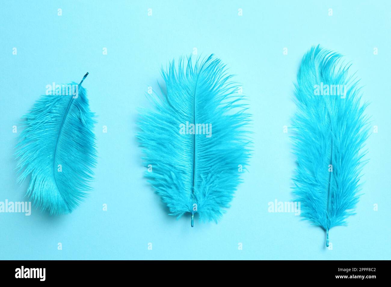 Beautiful delicate feathers on light blue background, flat lay Stock ...