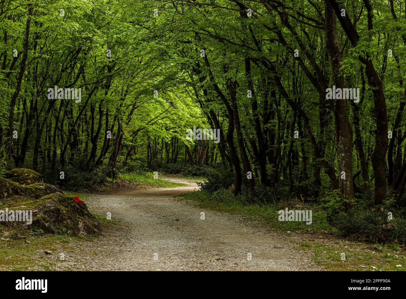 path in the forest under the woods at midday Stock Photo - Alamy