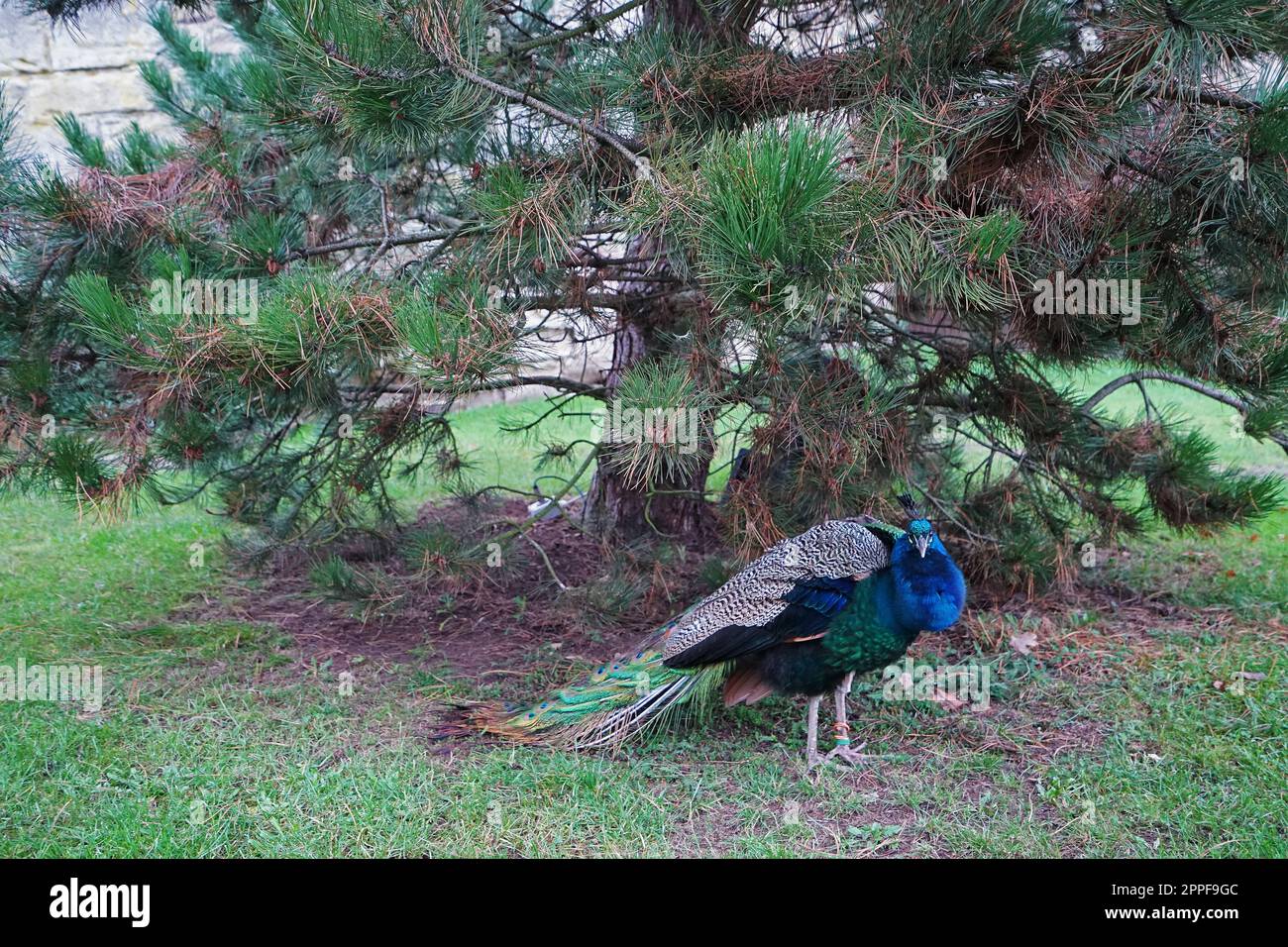 Natural peacock hi-res stock photography and images - Alamy