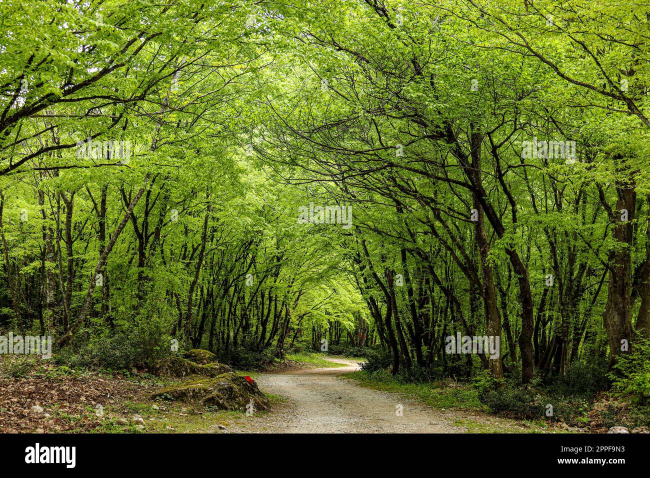 path in the forest under the woods at midday Stock Photo - Alamy