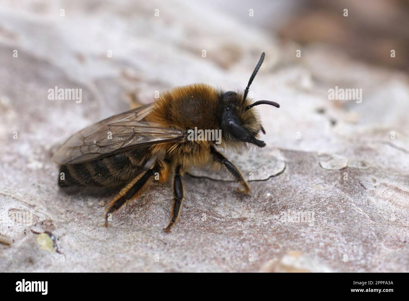 Detailed closeup on a female Early cellophane solitary bee, Colletes ...