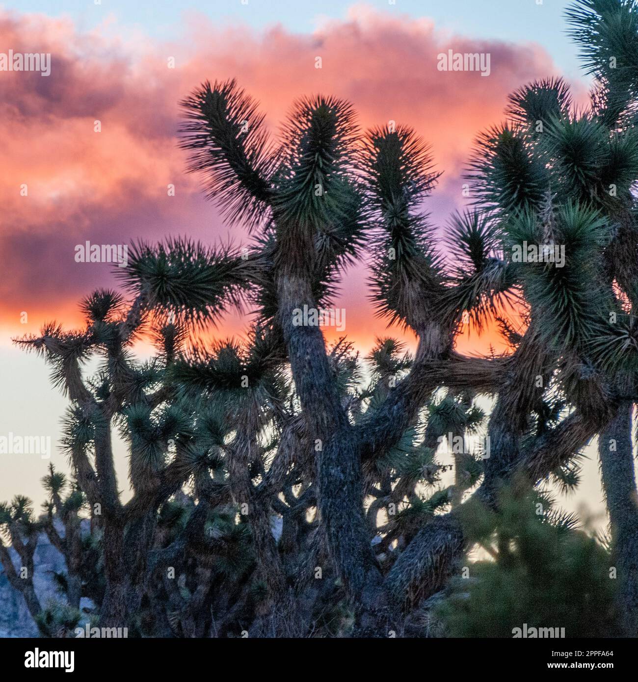 Detail of the canopy of a Josua Tree during sunrise Stock Photo - Alamy