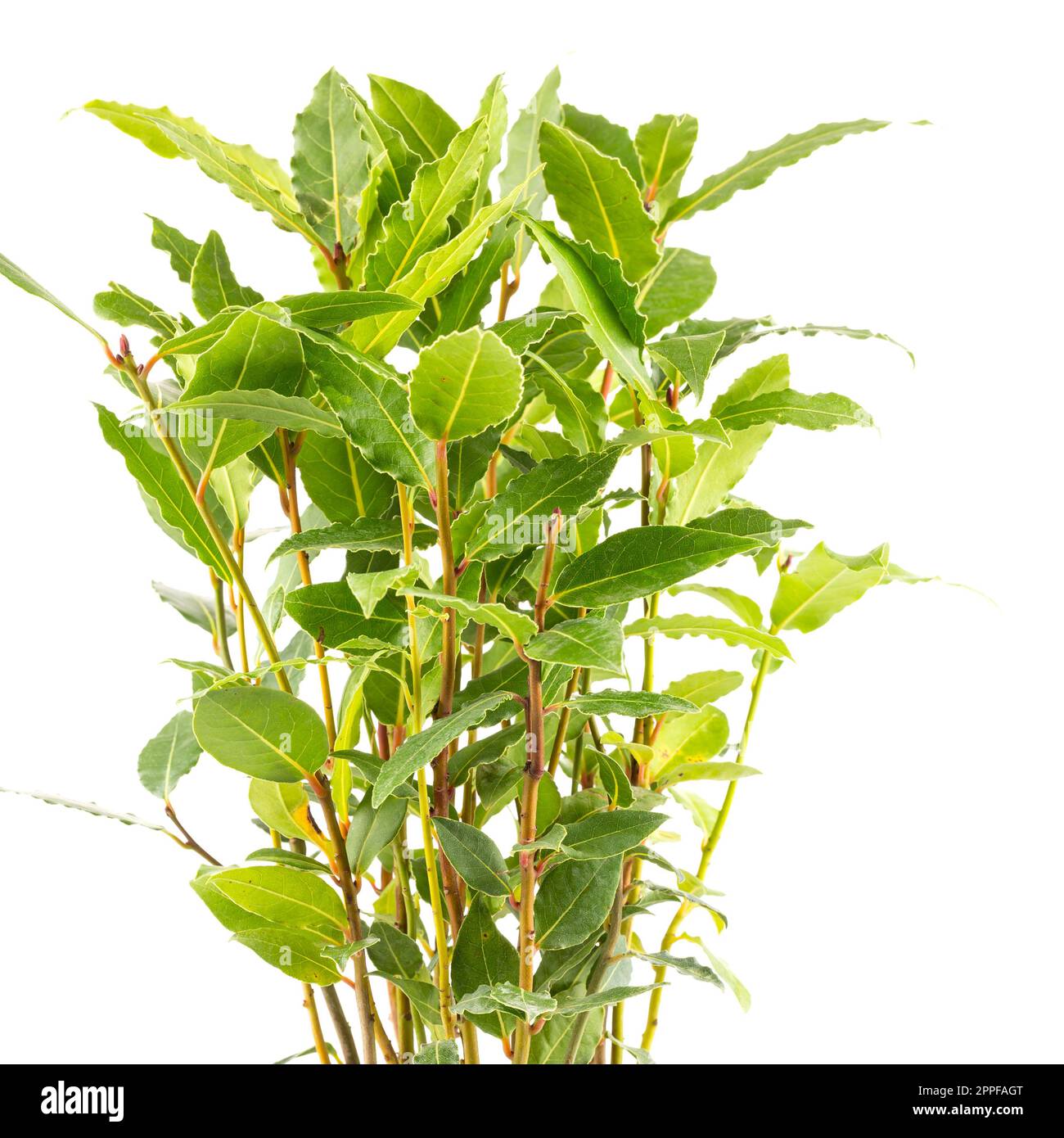 Small laurel tree in flower pot isolated on white background. Closeup ...