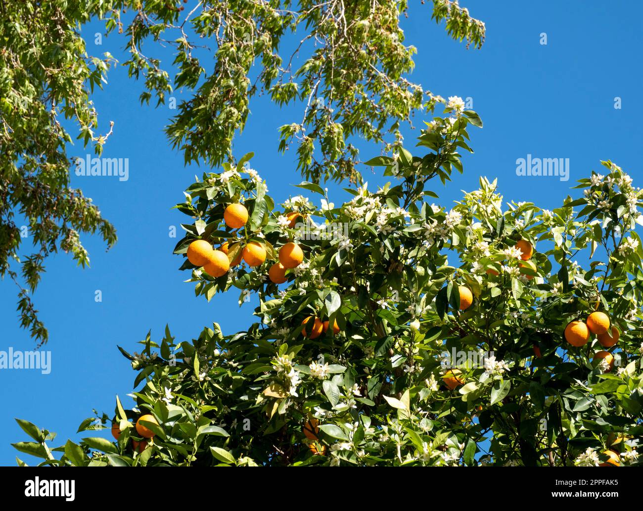 Cyprus orange tree hi-res stock photography and images - Alamy