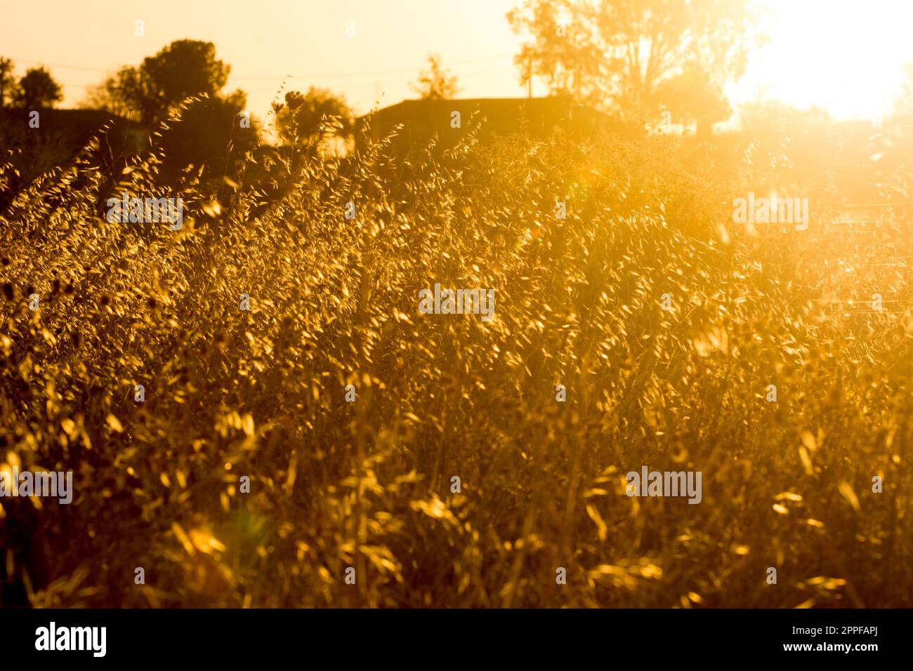 backlit leaves in sunrise light with warm temperature and flare Stock ...