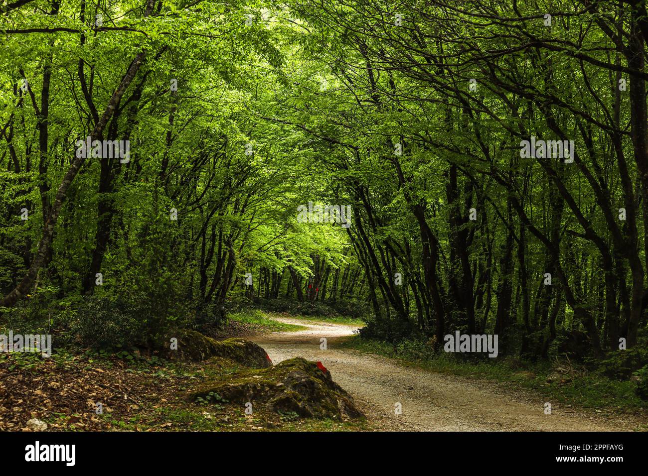 Under the woods hi-res stock photography and images - Alamy