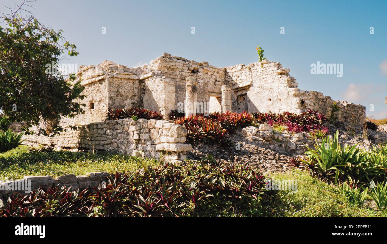 Plants tulum hi-res stock photography and images - Alamy