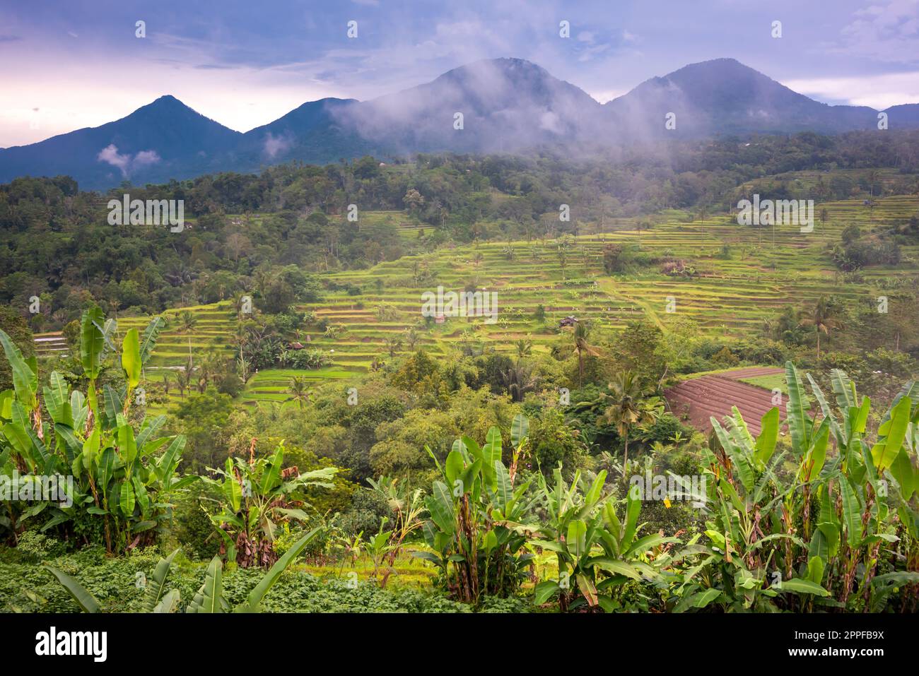 Green rice terraces in Bali, Indonasia. Beautiful nature landscape ...