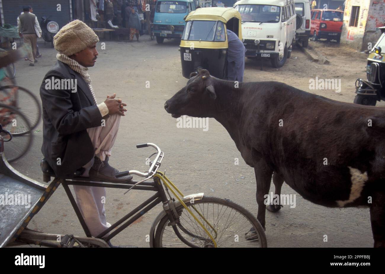 People and Holy Cows in the old Town of Old Delhi in the city of Delhi ...