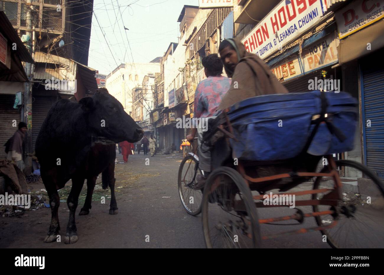 People and Holy Cows in the old Town of Old Delhi in the city of Delhi ...