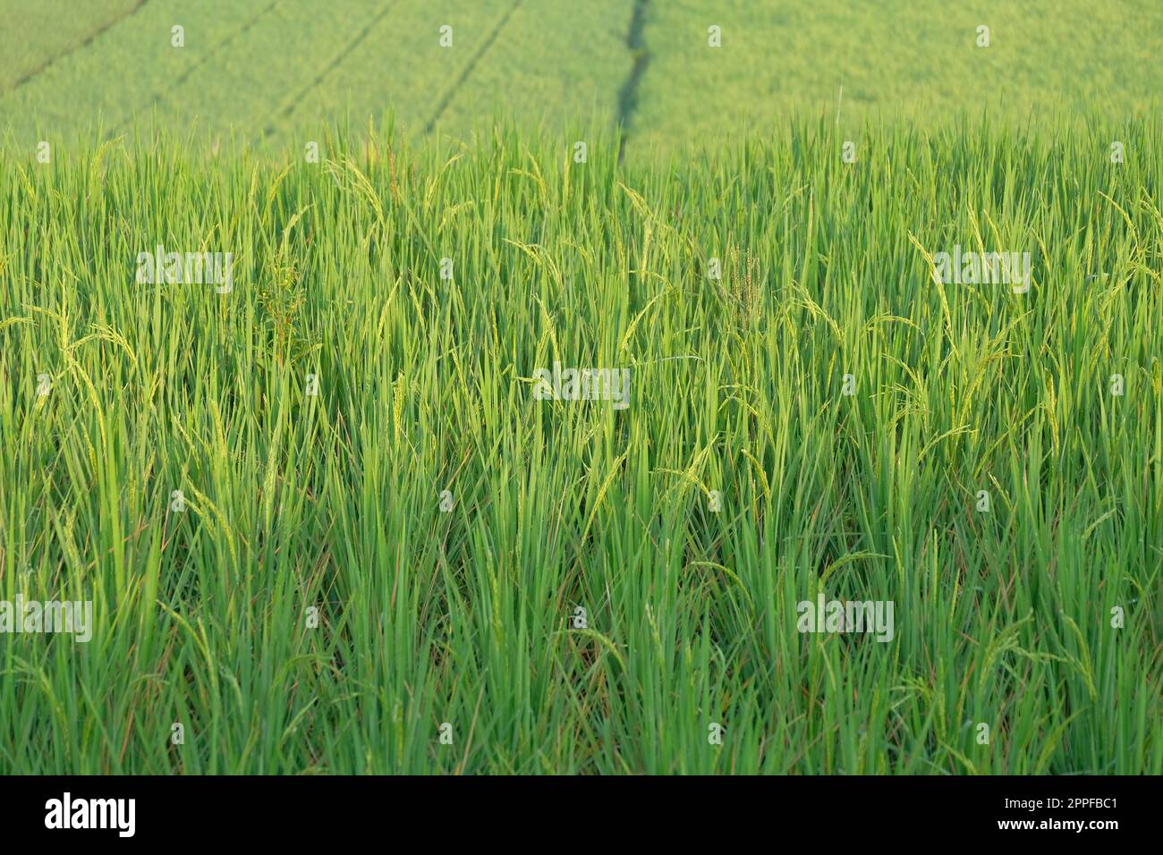 Rice plants in the fields - Wide expanse of rice fields Stock Photo - Alamy