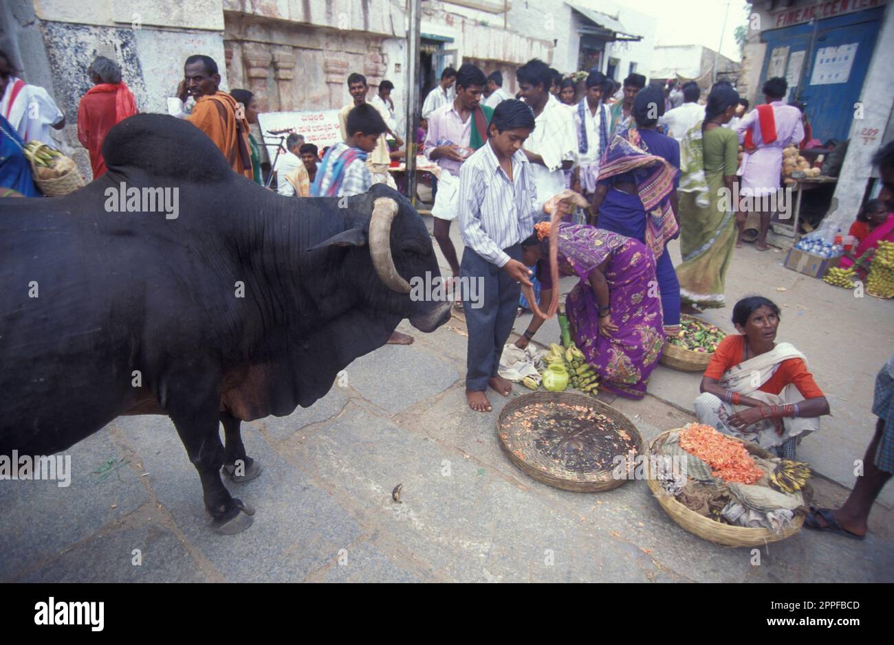 People and Holy Cows in the old Town of Old Delhi in the city of Delhi ...