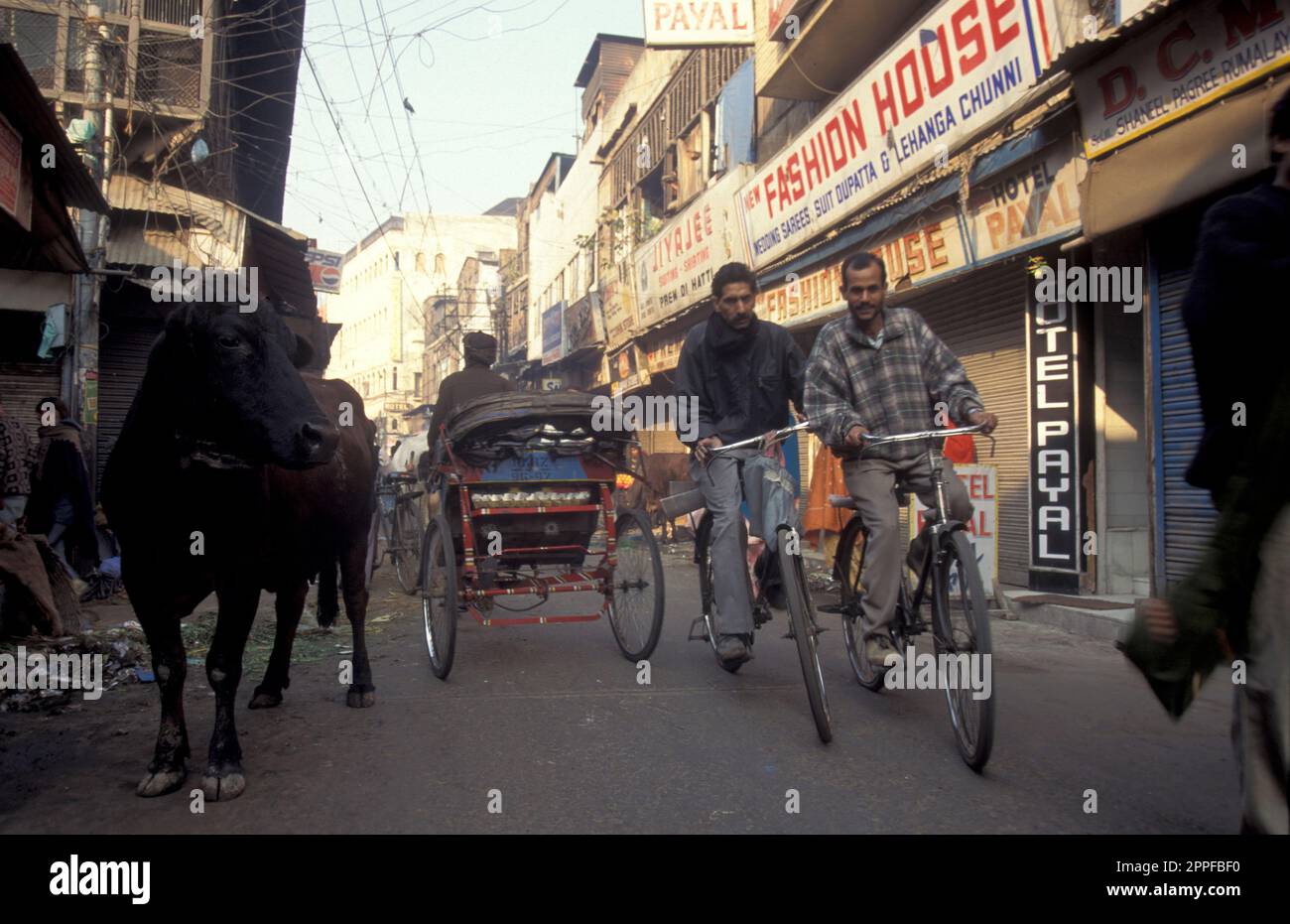 People and Holy Cows in the old Town of Old Delhi in the city of Delhi ...
