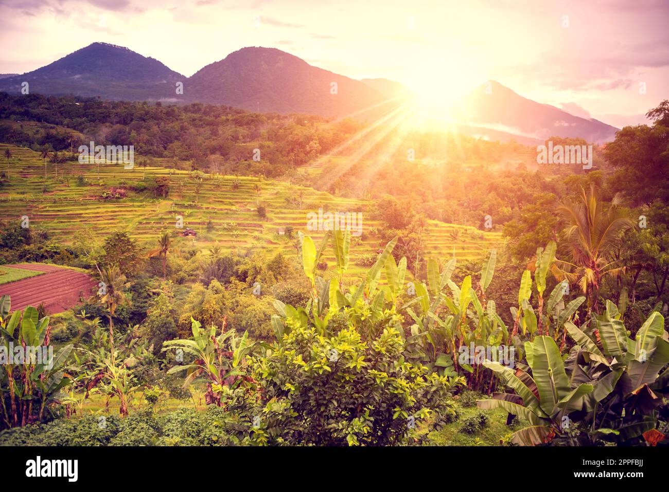 Green rice terraces in Bali, Indonasia. Beautiful nature landscape ...