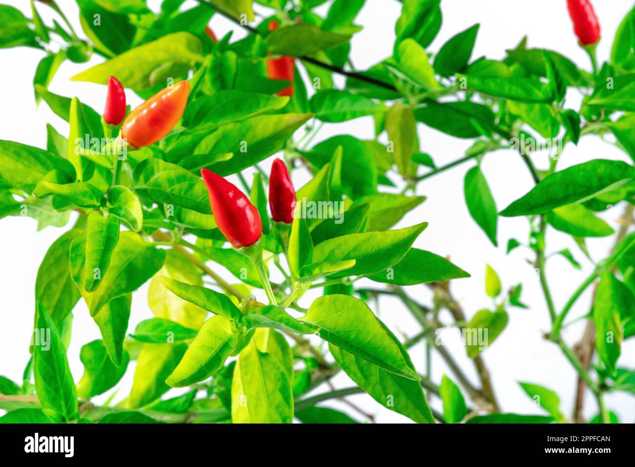 Organic red pepper plant with green leaves on a white background ...