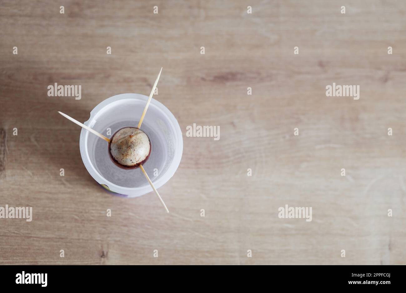 Avocado seed germination at home . top view. copy space Stock Photo - Alamy