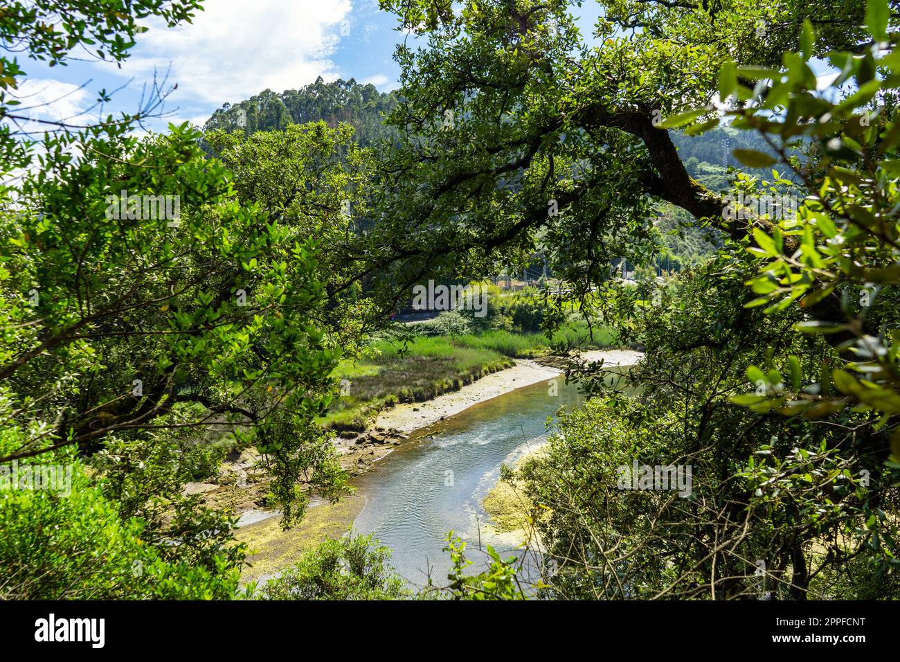 View of the green water of a shallow river through the bushes Stock ...