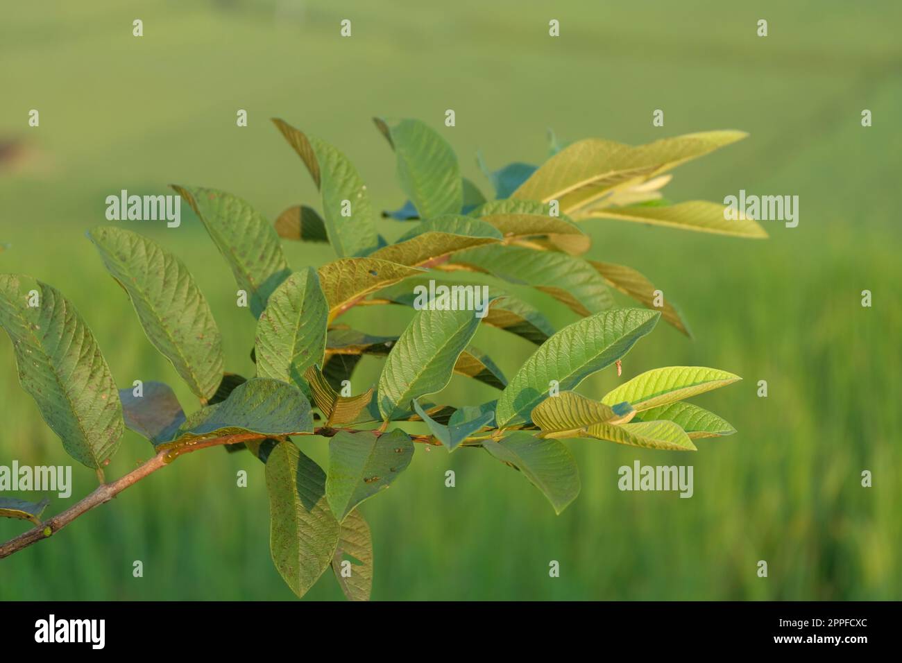 Guava Leaves - Close up the details of guava leaves. Guava leaves with ...