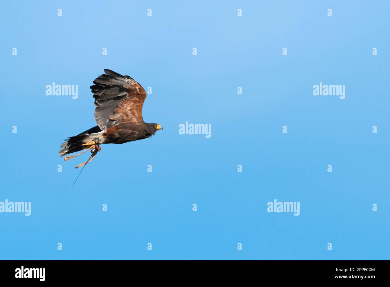 Italy, Lombardy, Historical Recalling, Falconer and Harris Hawk ...