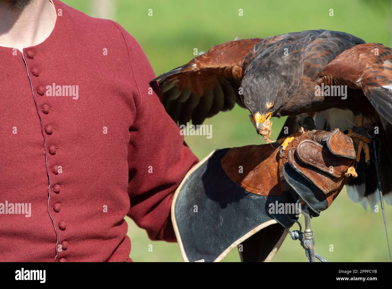 Italy, Lombardy, Historical Recalling, Falconer and Harris Hawk ...