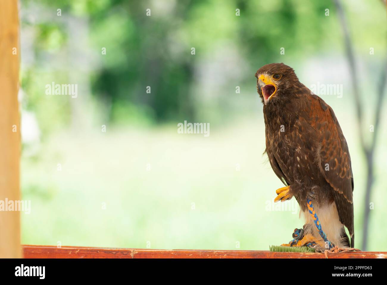 Italy, Lombardy, Historical Recalling, Falconer and Harris Hawk ...