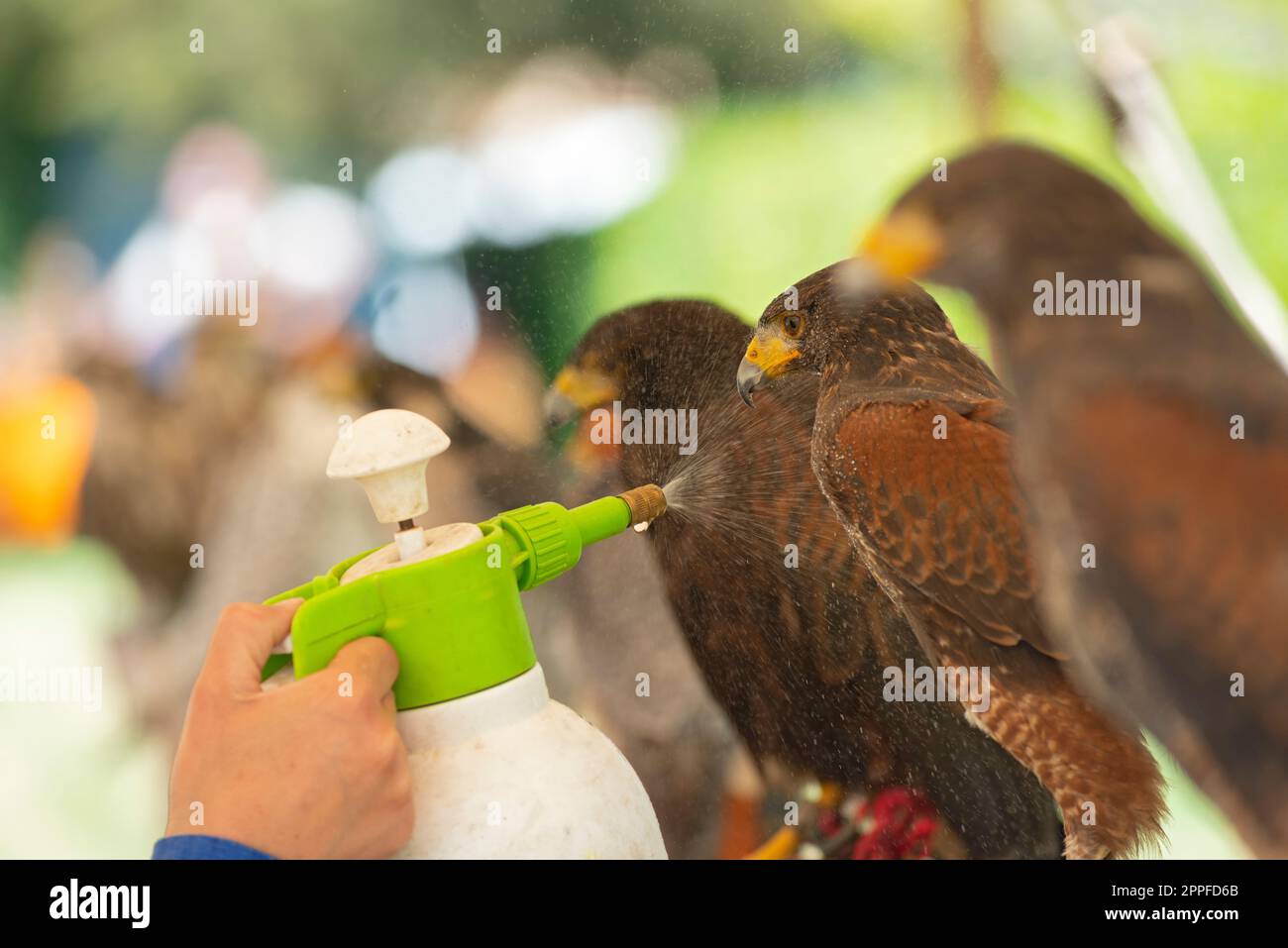 Italy, Lombardy, Historical Recalling, Falconer and Harris Hawk ...