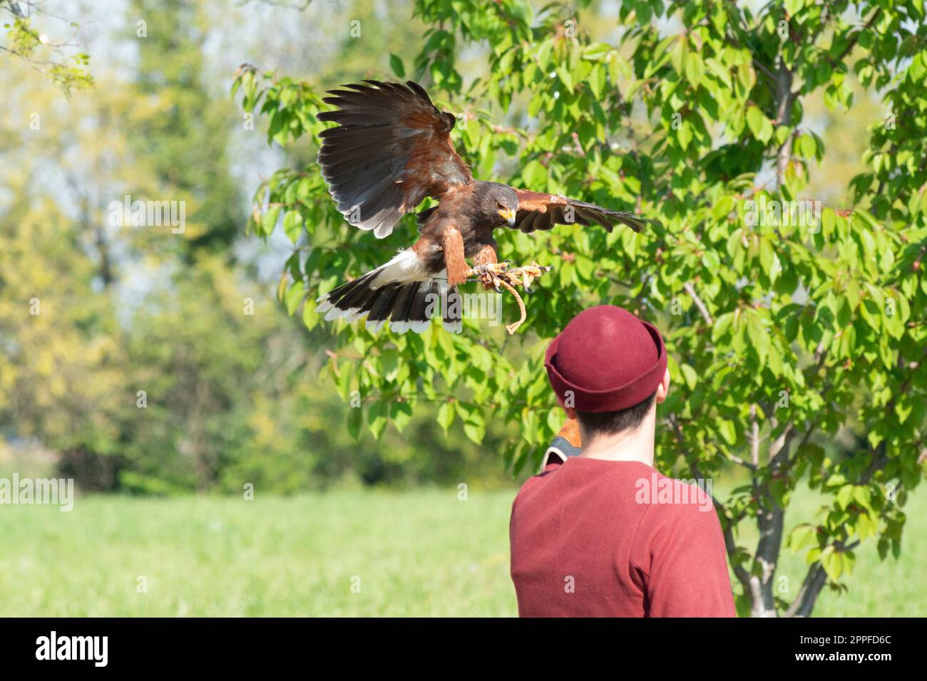 Italy, Lombardy, Historical Recalling, Harris Hawk, Parabuteo ...