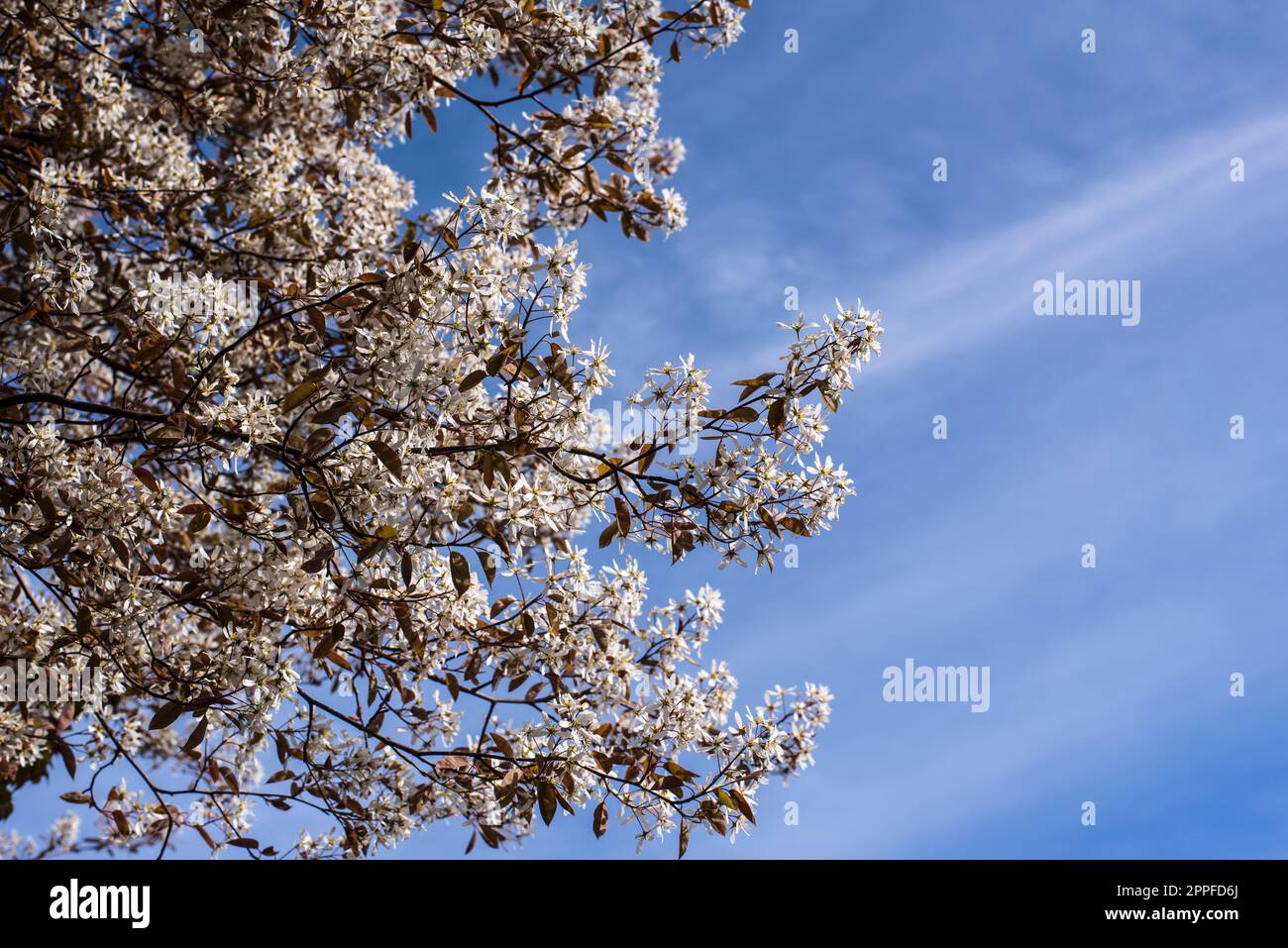 Amelanchier tree front garden hi-res stock photography and images - Alamy