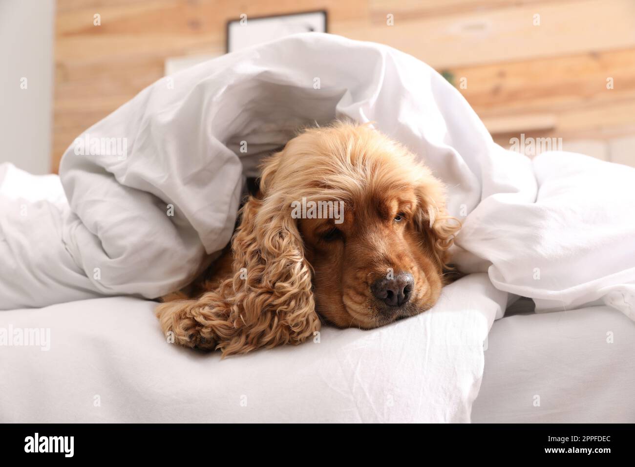 Cute English cocker spaniel covered with soft blanket on bed Stock ...