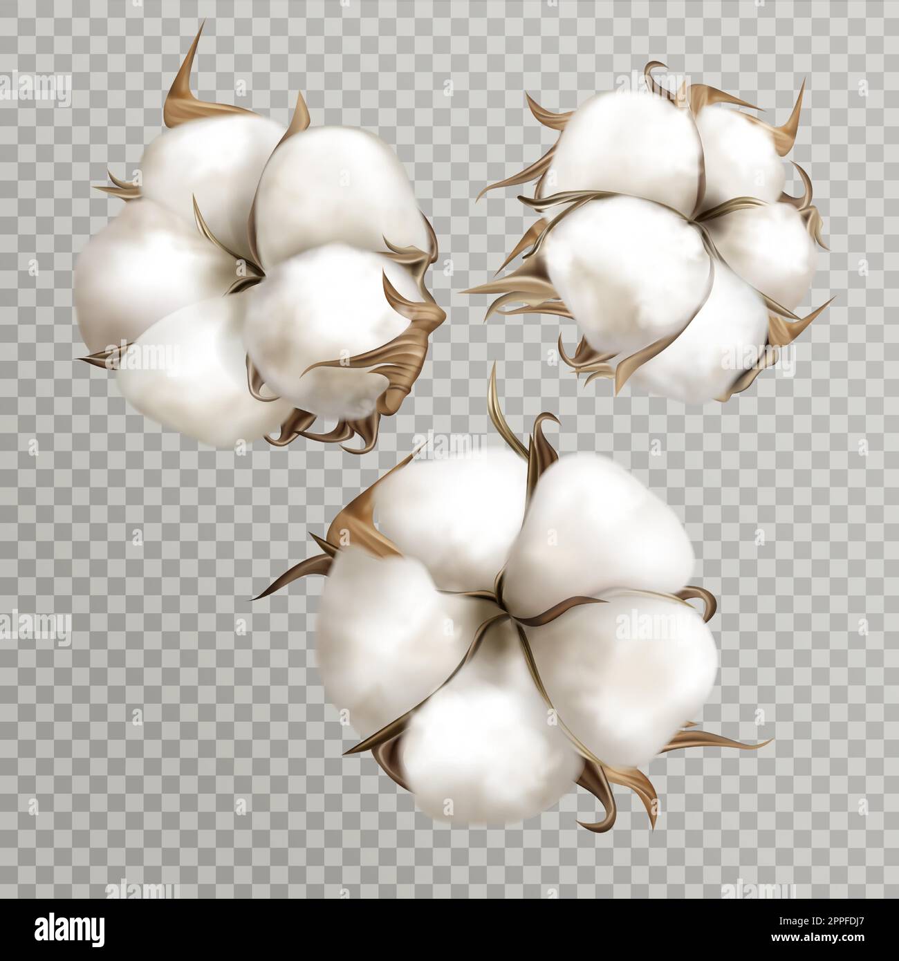 Realistic cotton branches with flowers, beautiful plant with white ...